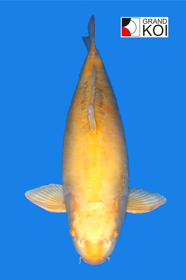 Doitsu Karashigoi - Grand Koi, LLC