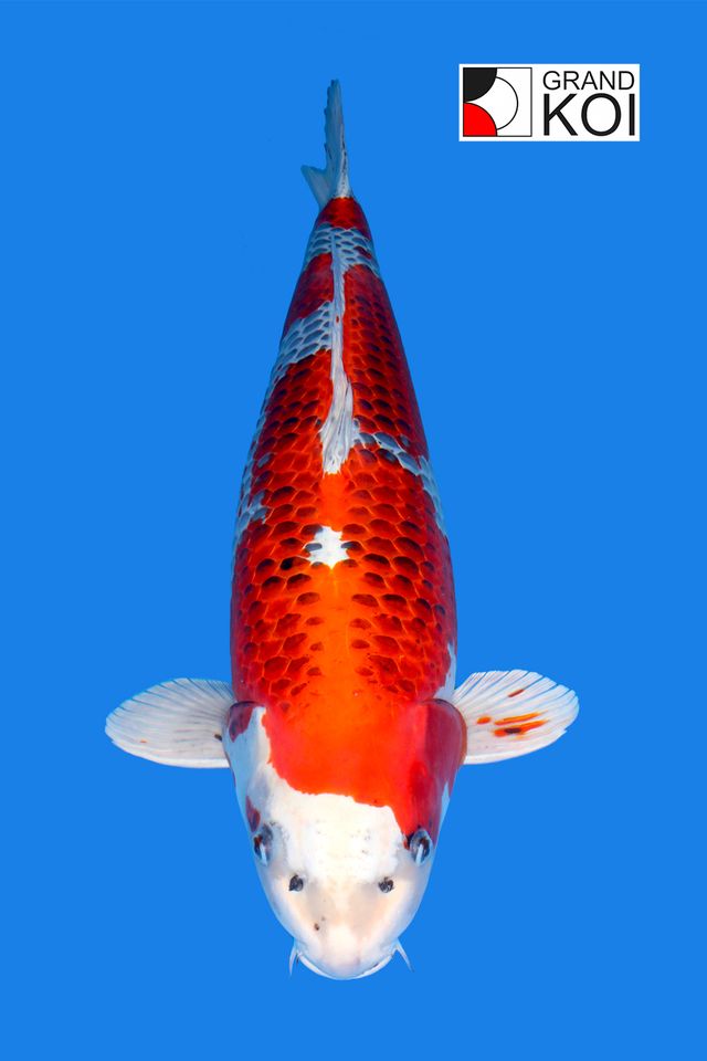 Kujaku - Grand Koi, LLC