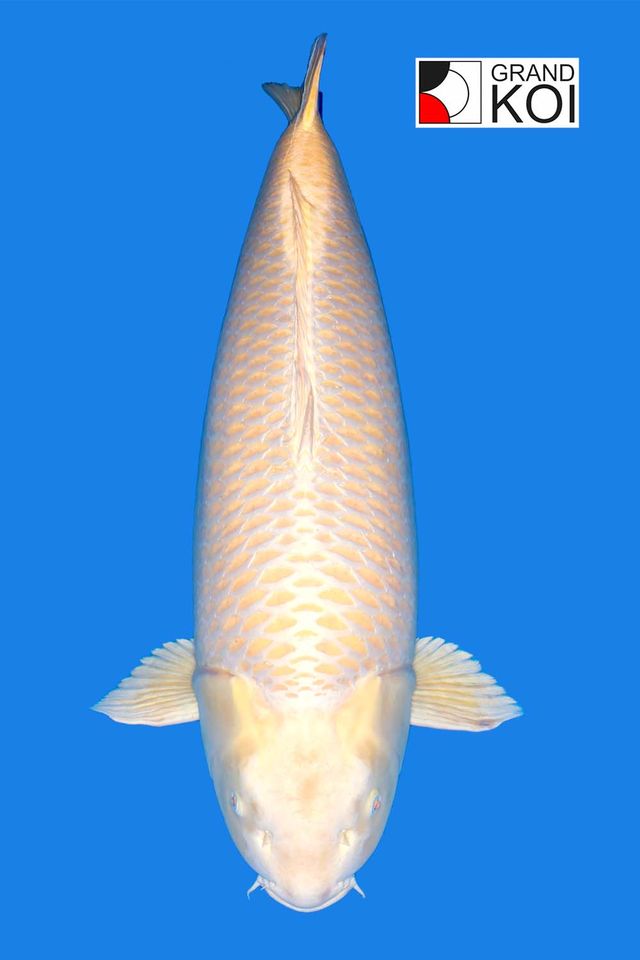 Mukashi Ogan - Grand Koi, LLC