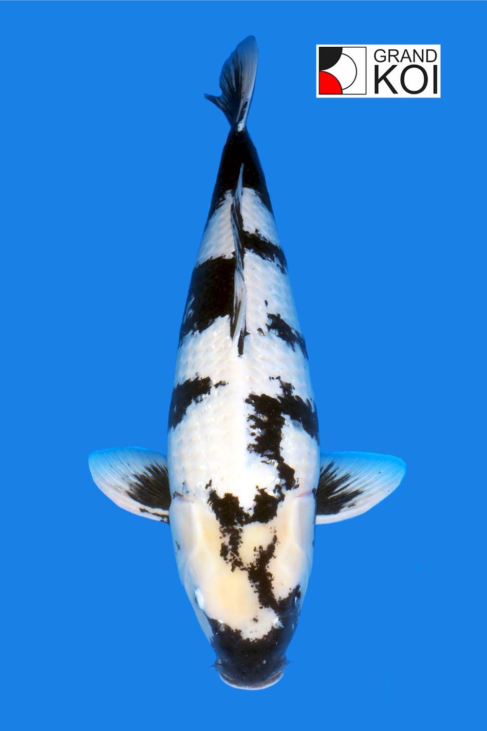 Gin Rin Shiro Utsuri - Grand Koi, LLC