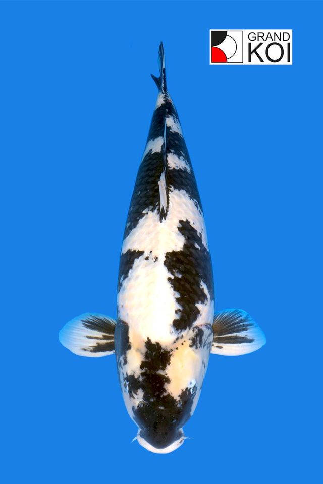 Shiro Utsuri - Grand Koi, LLC