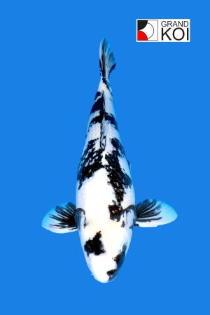 Top-Quality Large Koi Fish For Sale - Unleash Tranquility Now