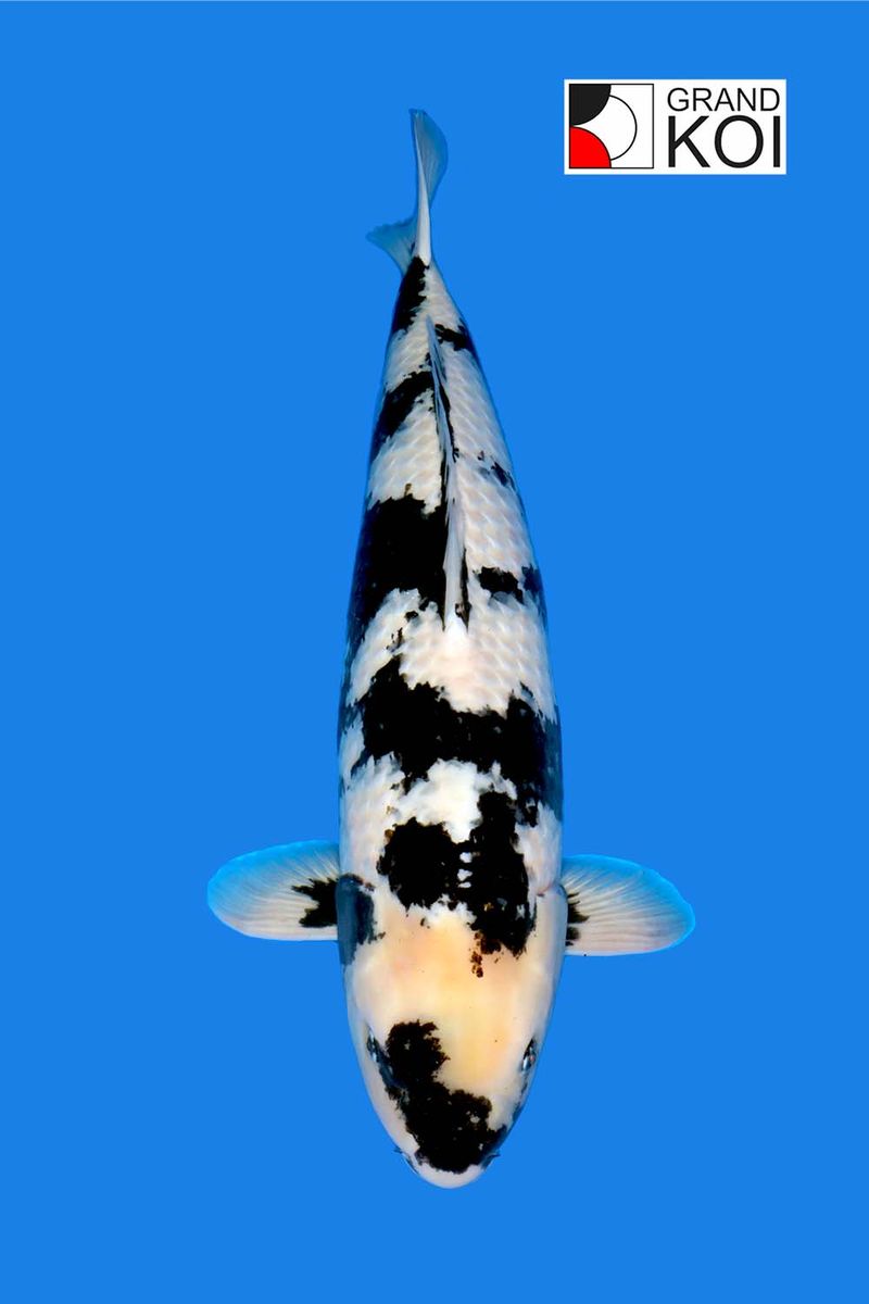 Shiro Utsuri - Grand Koi, LLC