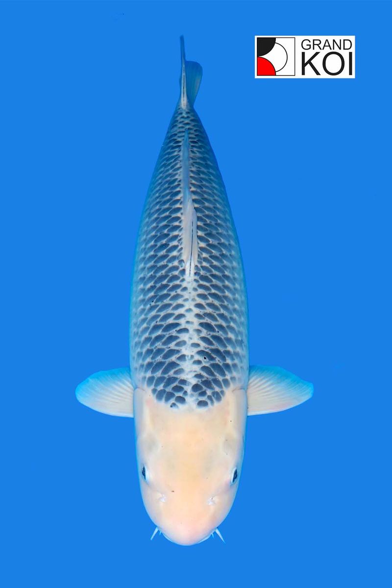 Blue Asagi- SOLD - Grand Koi, LLC