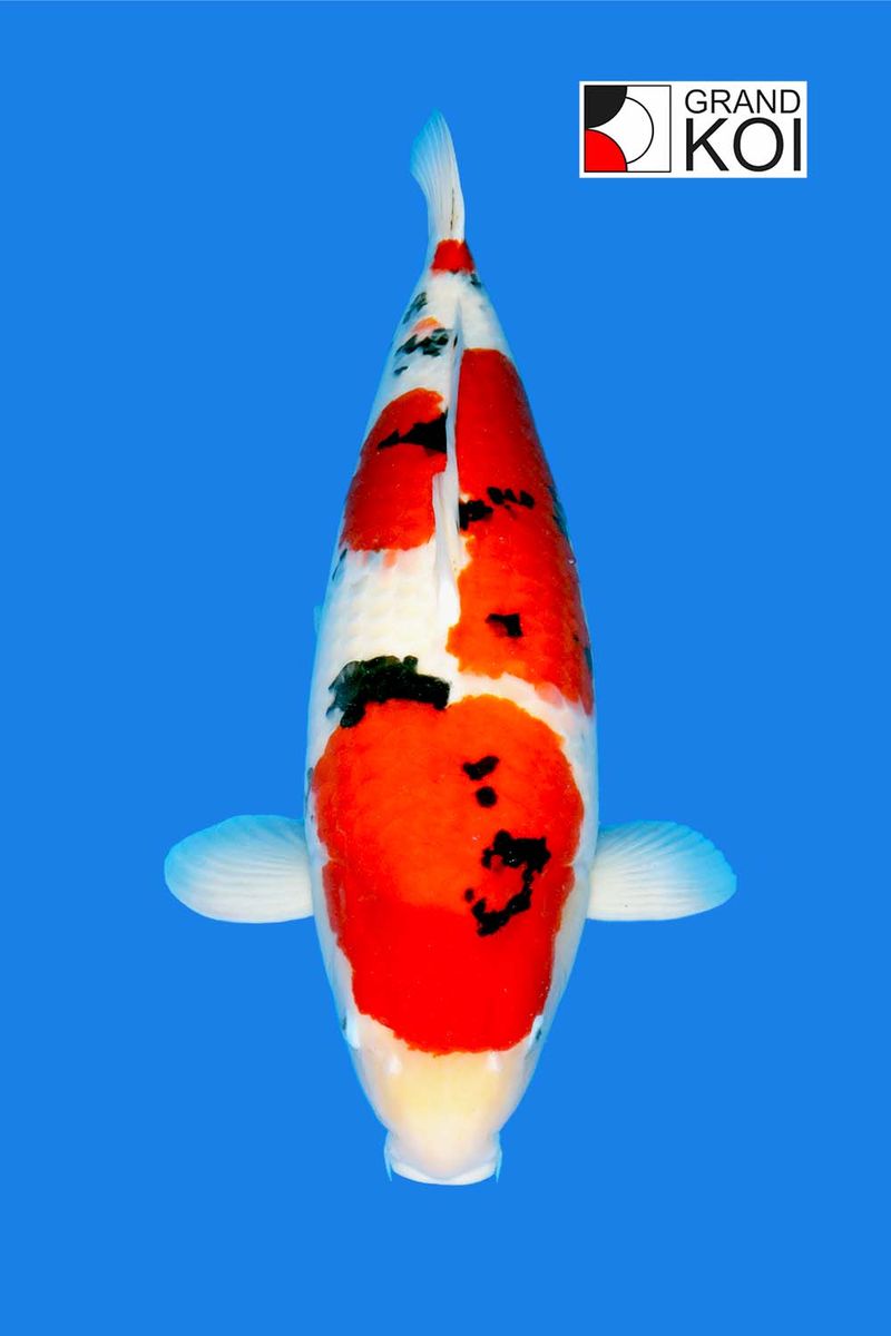 Sanke- SOLD - Grand Koi, LLC