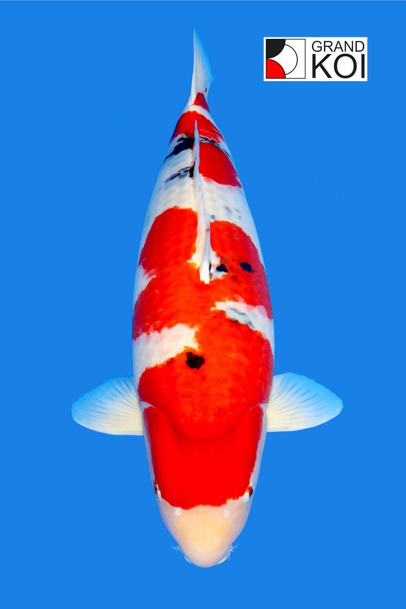 Sanke- SOLD - Grand Koi, LLC