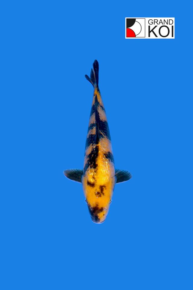 Gin Rin Ki Utsuri - Grand Koi, LLC