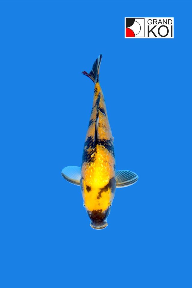 Gin Rin Ki Utsuri - Grand Koi, LLC