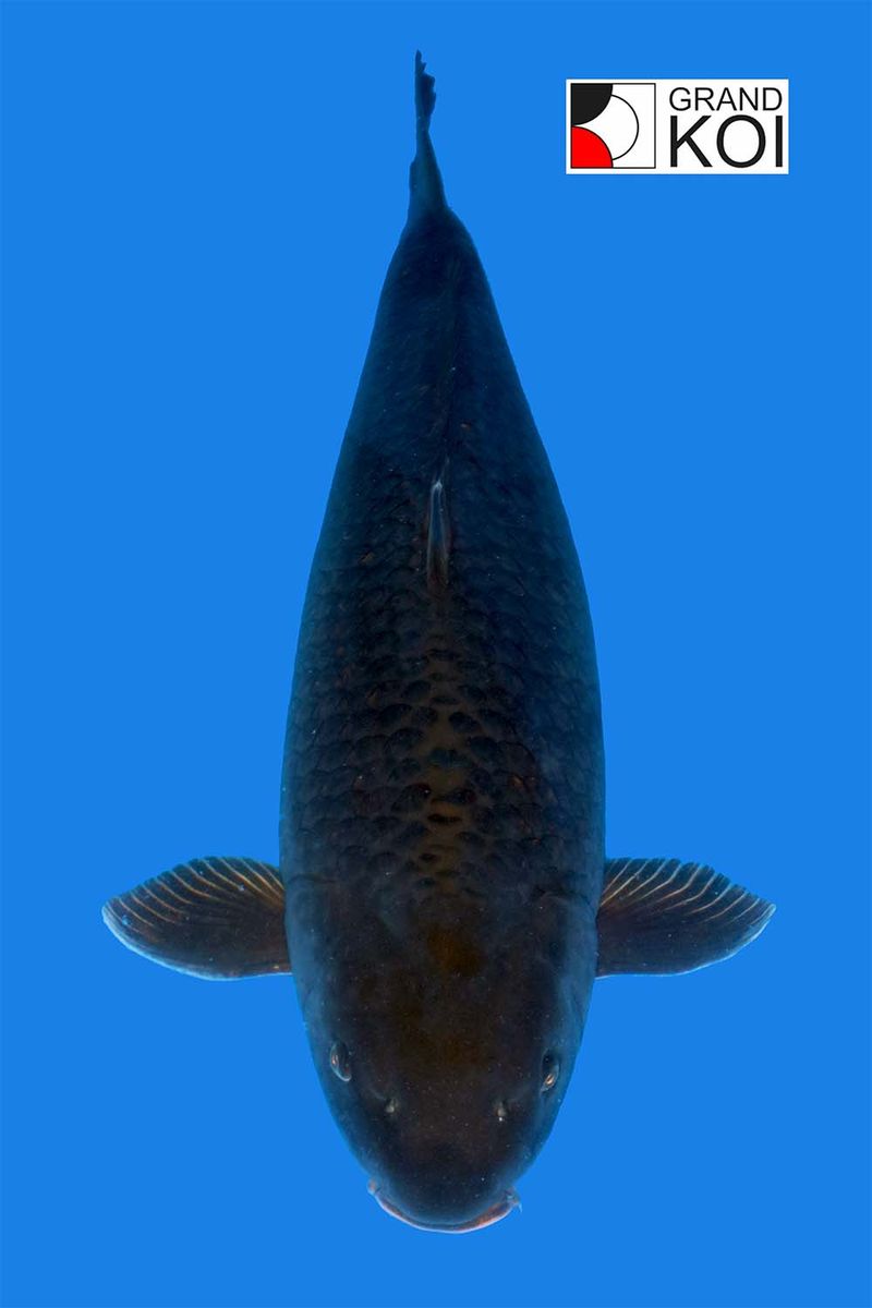 Jumbo Back Diamond - Grand Koi, LLC