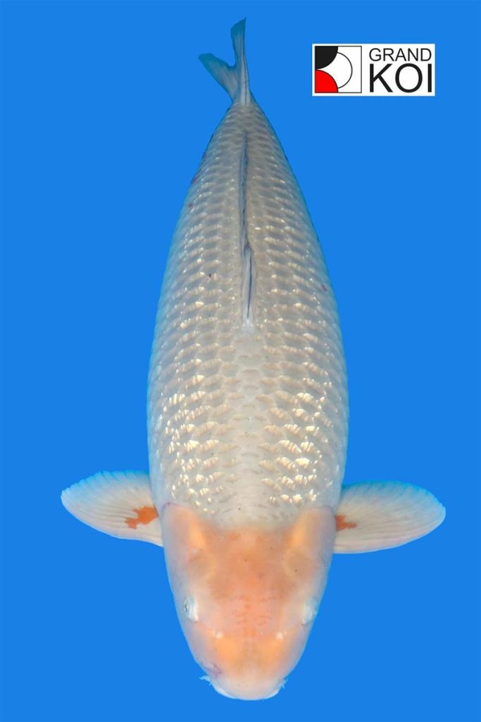 Super Jumbo Gin Rin Ochiba- SOLD - Grand Koi, LLC
