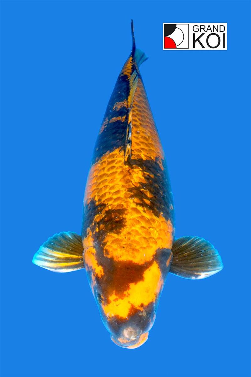 Kage Ki Utsuri - Grand Koi, LLC