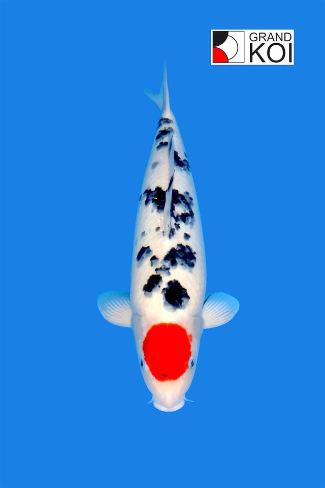 Tancho Sanke - Grand Koi, LLC
