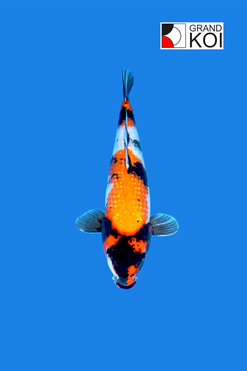 Gin Rin Showa - Grand Koi, LLC