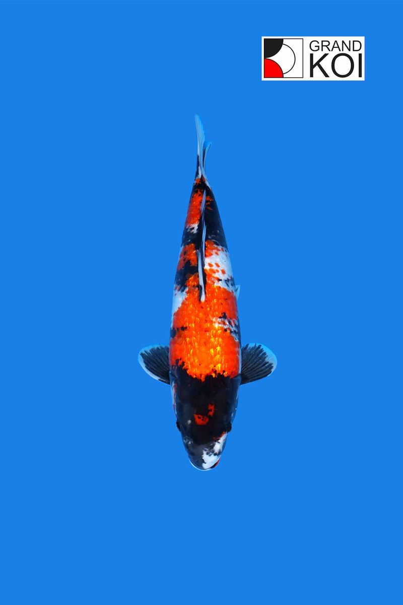 Gin Rin Showa - Grand Koi, LLC