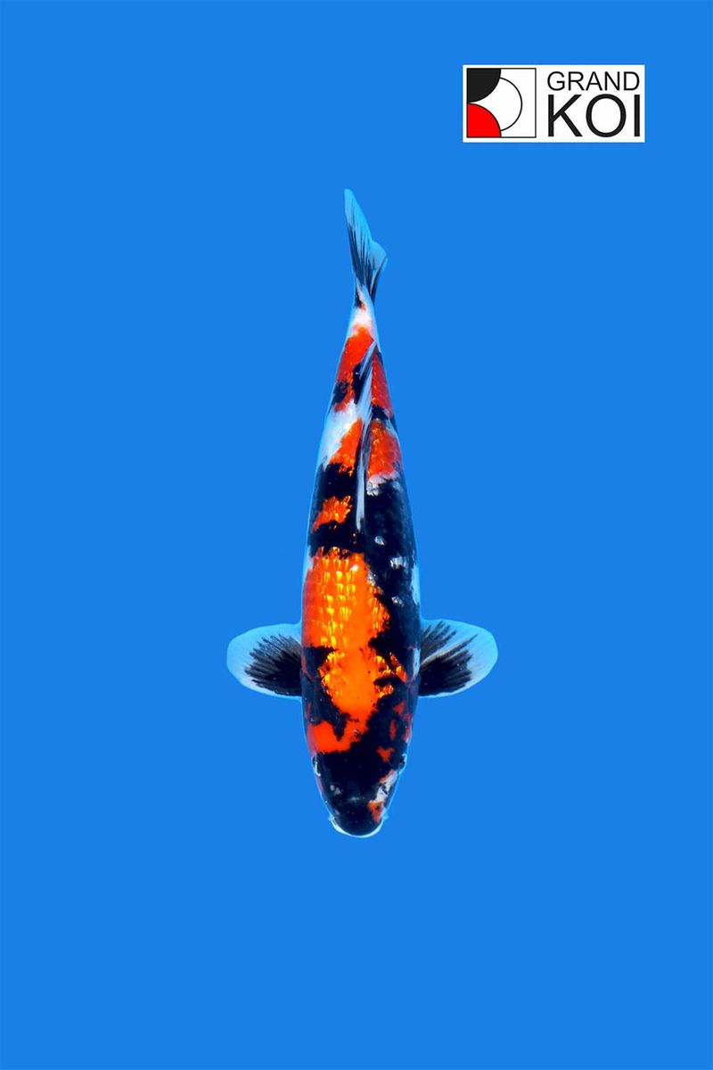 Gin Rin Showa - Grand Koi, LLC
