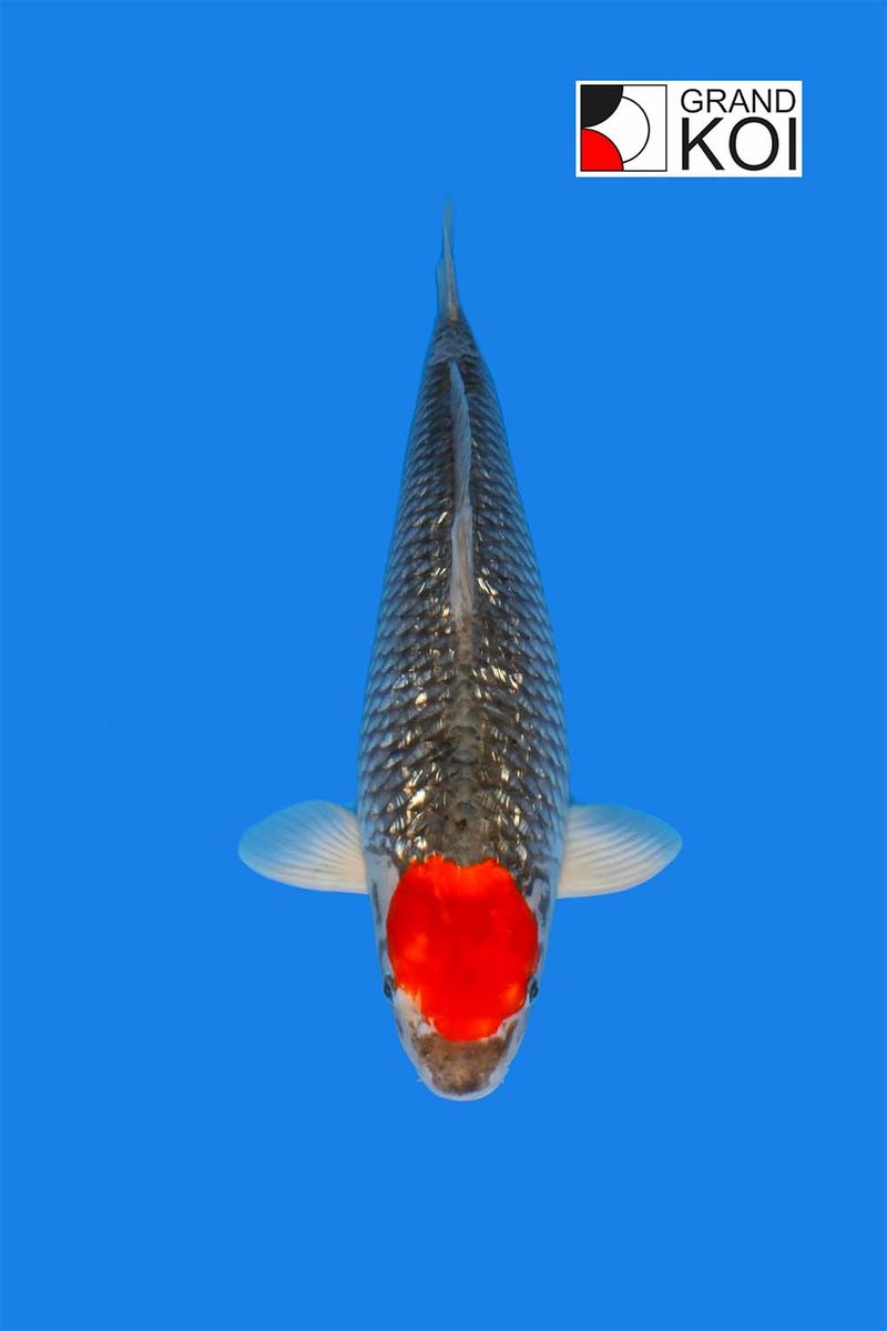 Gin Rin Tancho Goshiki - Grand Koi, LLC