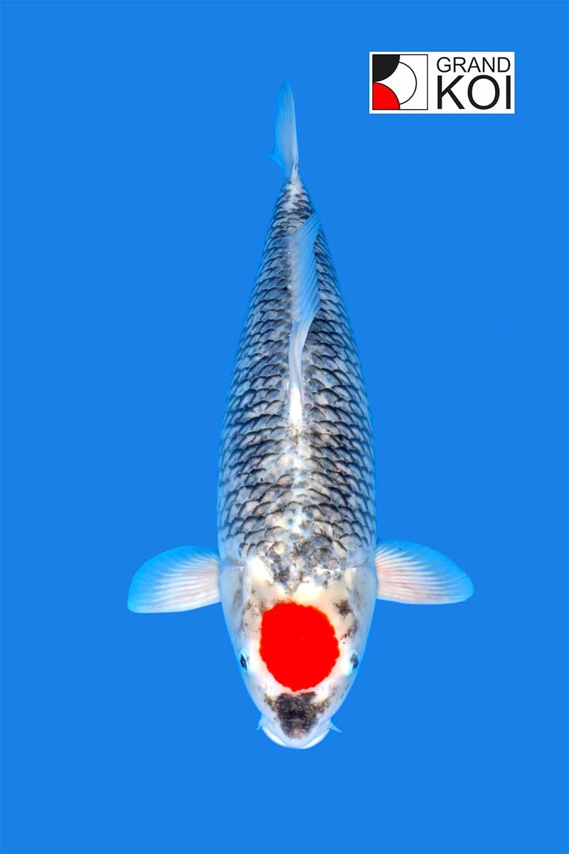 Tancho Goshiki - Grand Koi, LLC