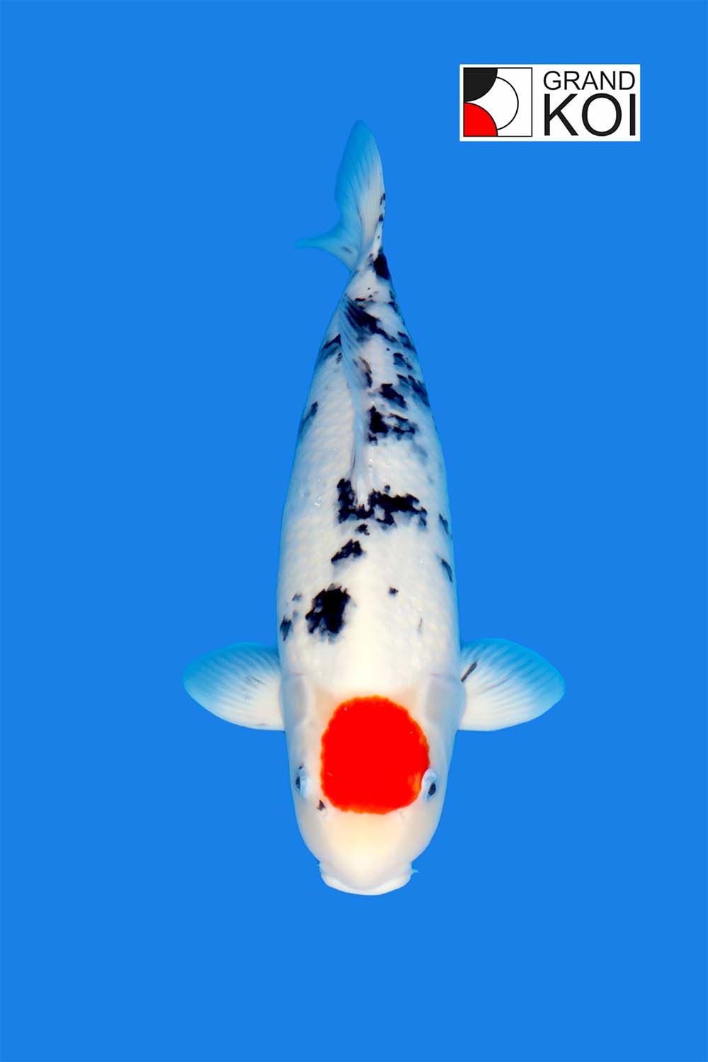 Tancho Sanke - Grand Koi, LLC