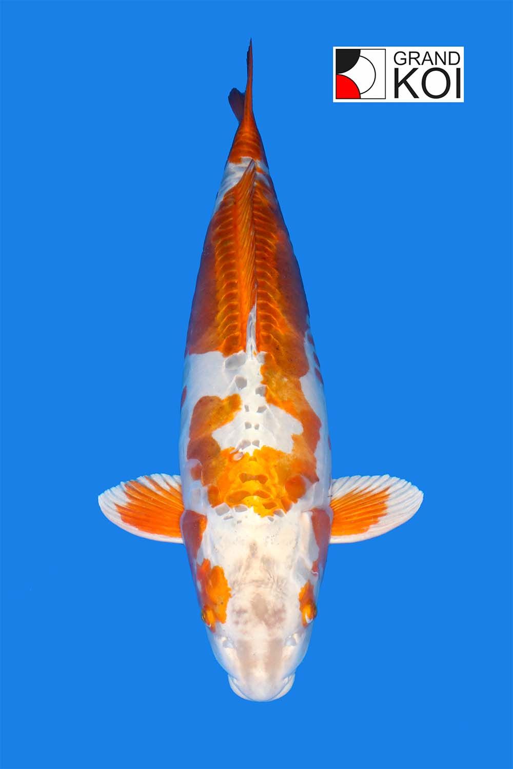 Doitsu Kogane Ochiba- SOLD - Grand Koi, LLC