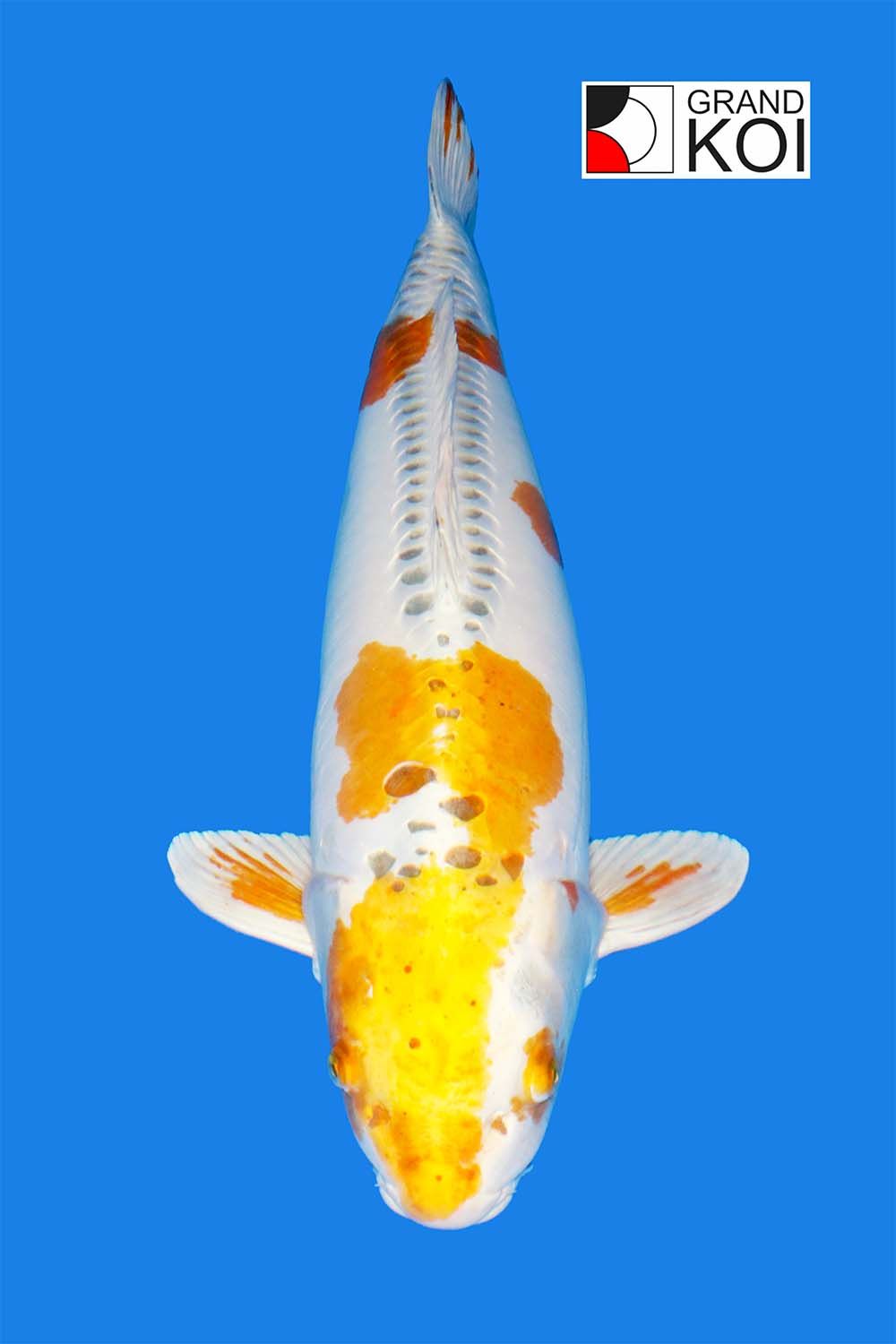 Doitsu Kogane Ochiba- SOLD - Grand Koi, LLC