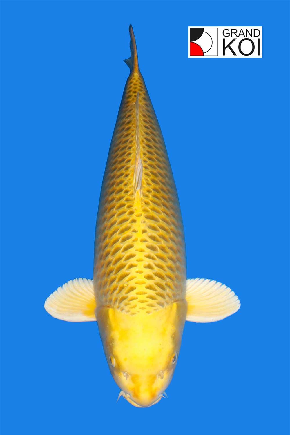 Ki Matsuba - Grand Koi, LLC