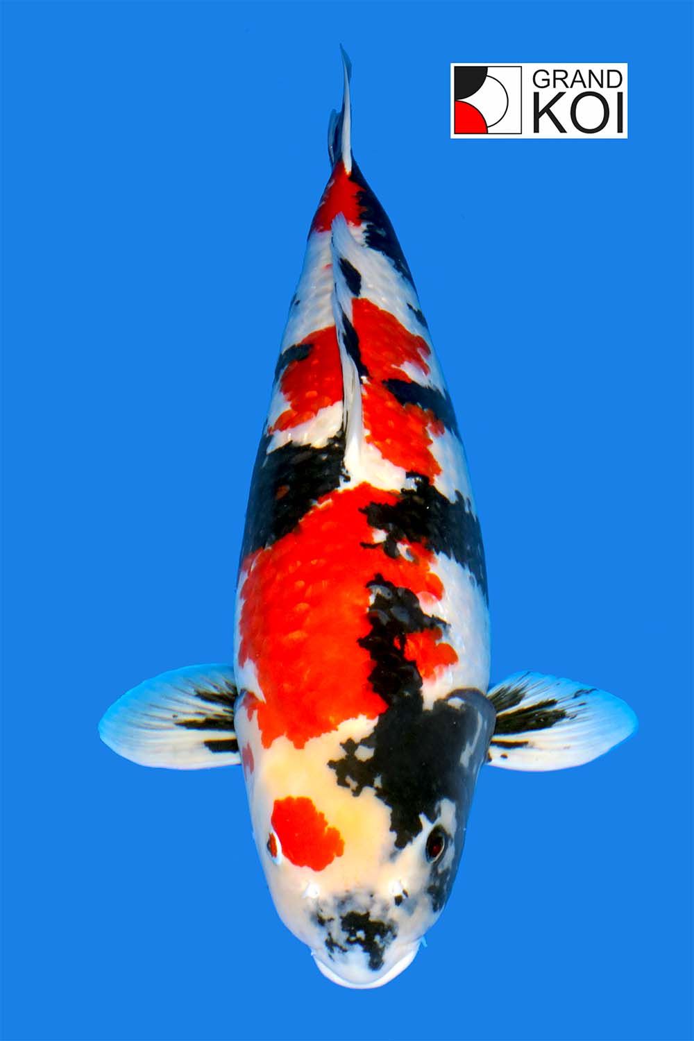 Showa Koi for Sale | Top Showa Koi Fish for Sale in USA