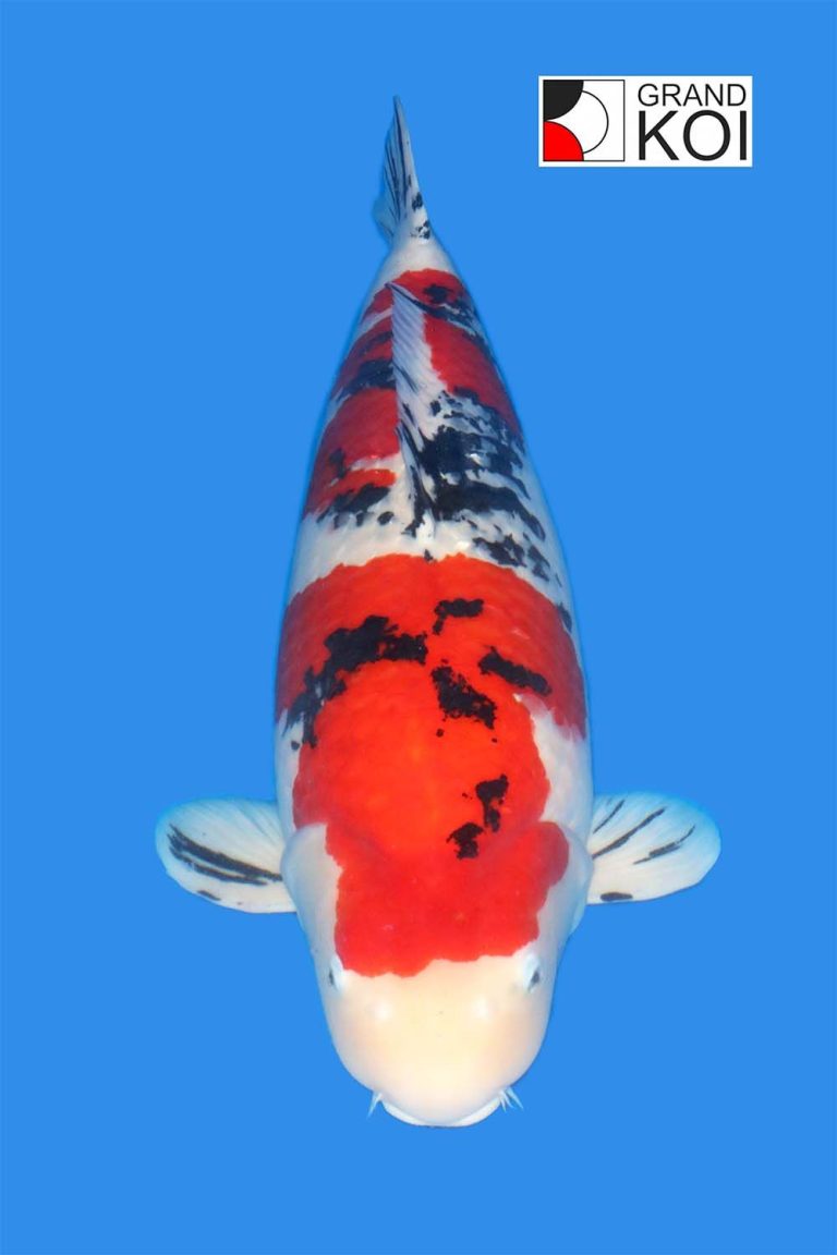 Sanke- SOLD - Grand Koi, LLC