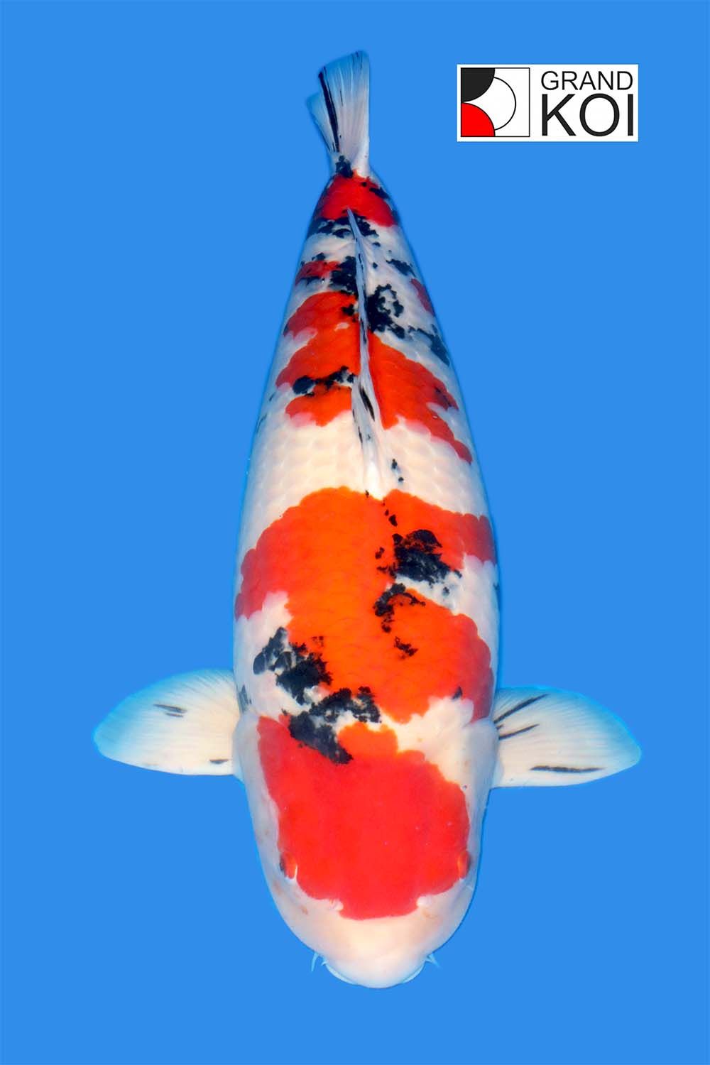Sanke - Grand Koi, LLC
